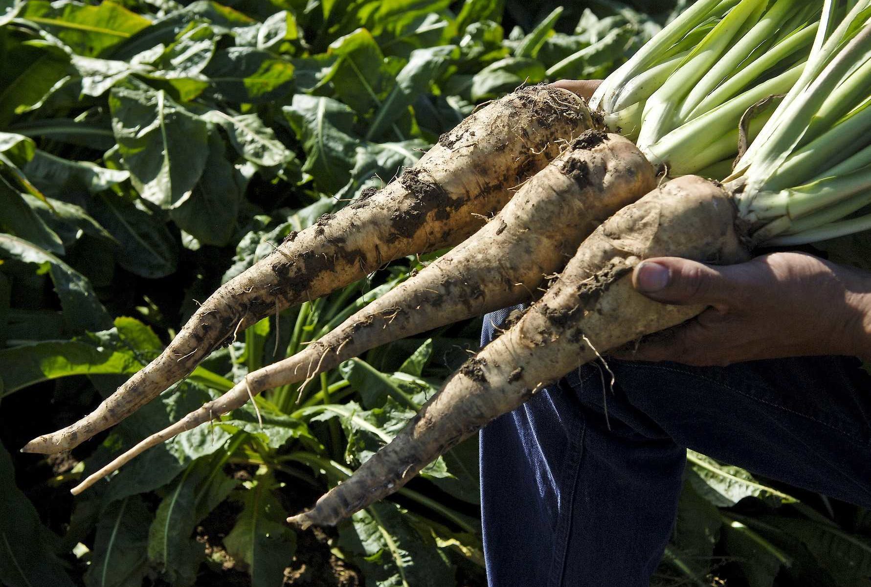 Cichorei: van grondpeer naar afwastablet | Agro&Chemie