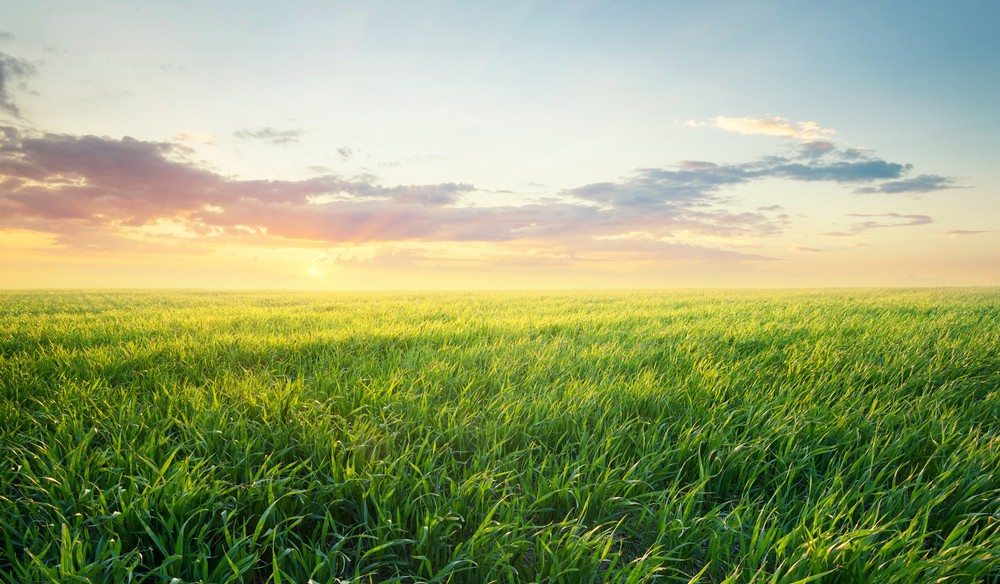 Biobrandstof uit gras dichterbij door Belgisch onderzoek | Agro&Chemie