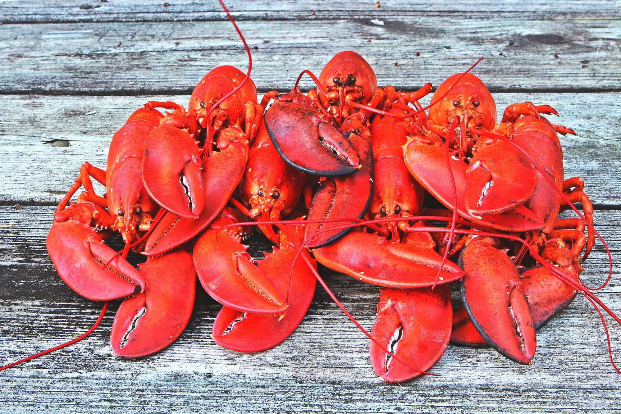 Milieuvriendelijke coating van afval van schaaldieren | Agro&Chemie