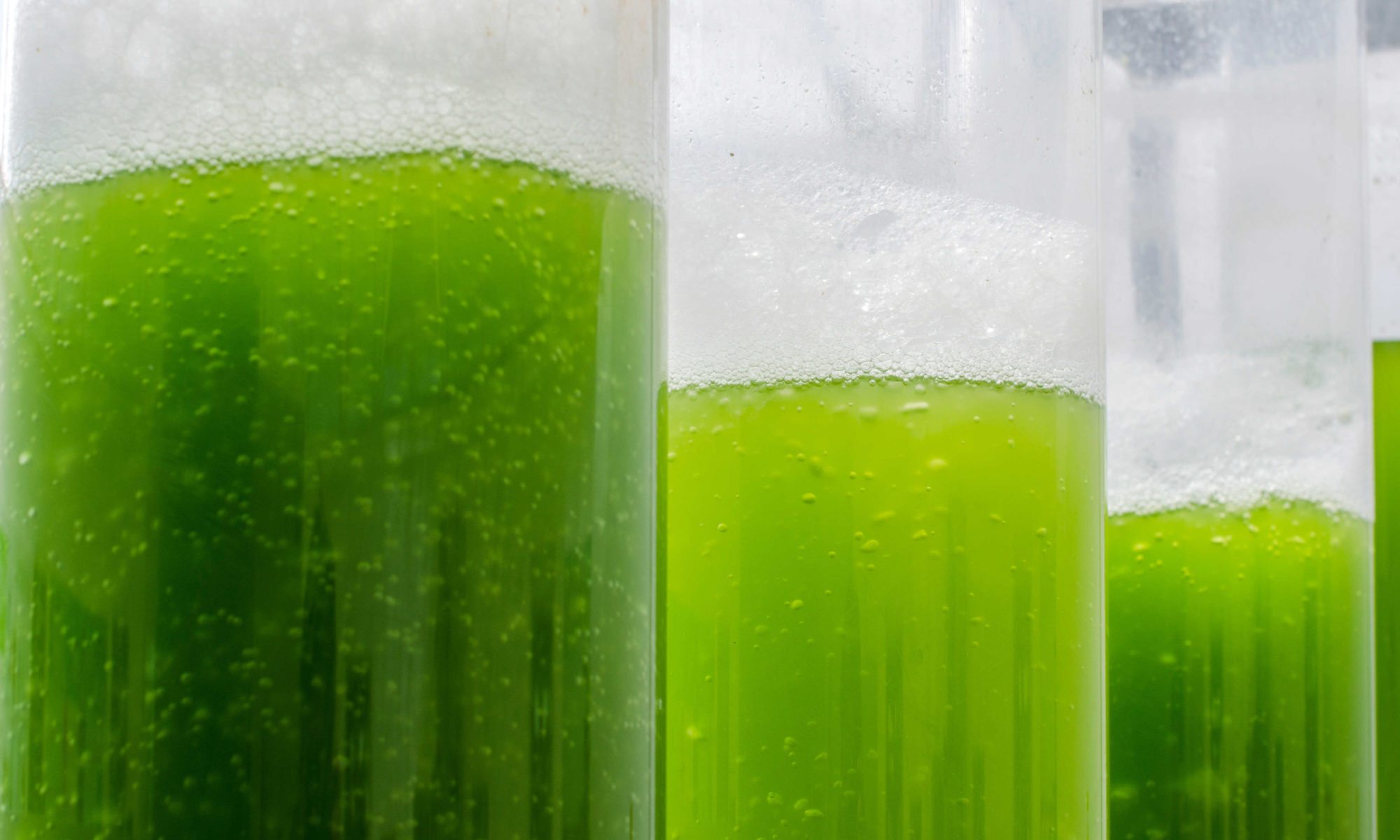 Phycom schaalt micro-algenproductie op | Agro&Chemie