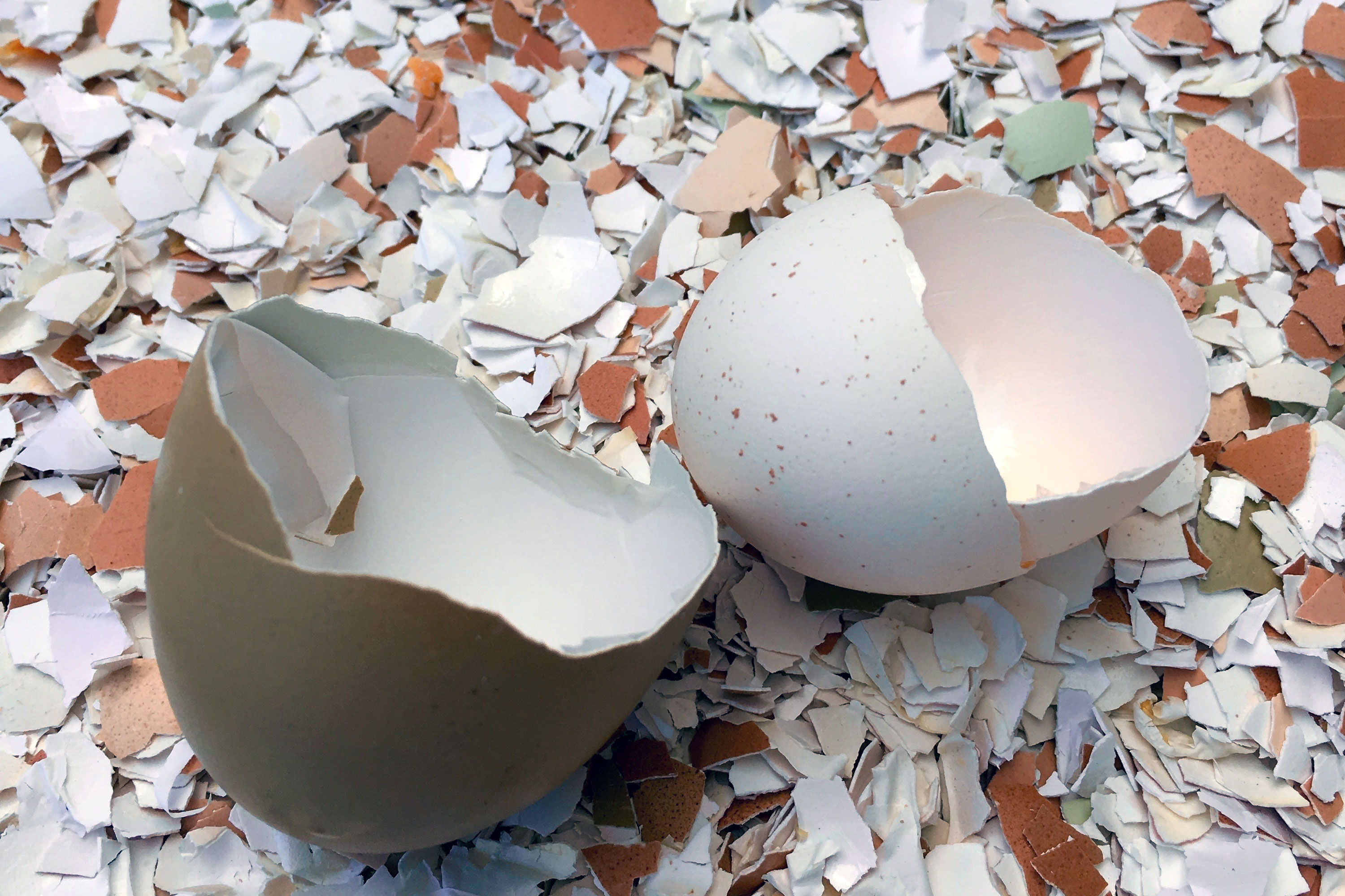 Eierschaaldroger maakt biobased kalk zonder geurtjes | Agro&Chemie