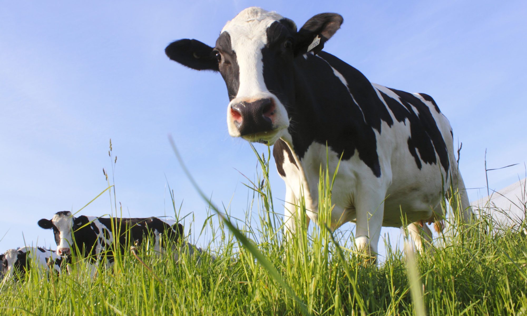 'Gras niet alleen aan koeien voeren' | Agro&Chemie
