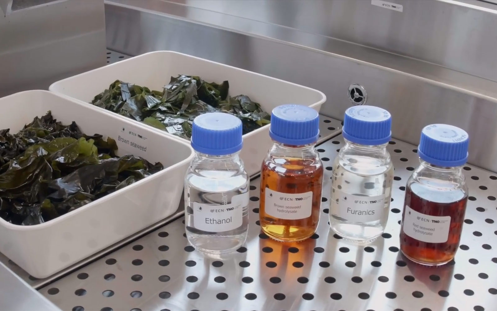 Biobrandstof uit zeewier: genoeg voor 10% Nederlandse energiebehoefte ...