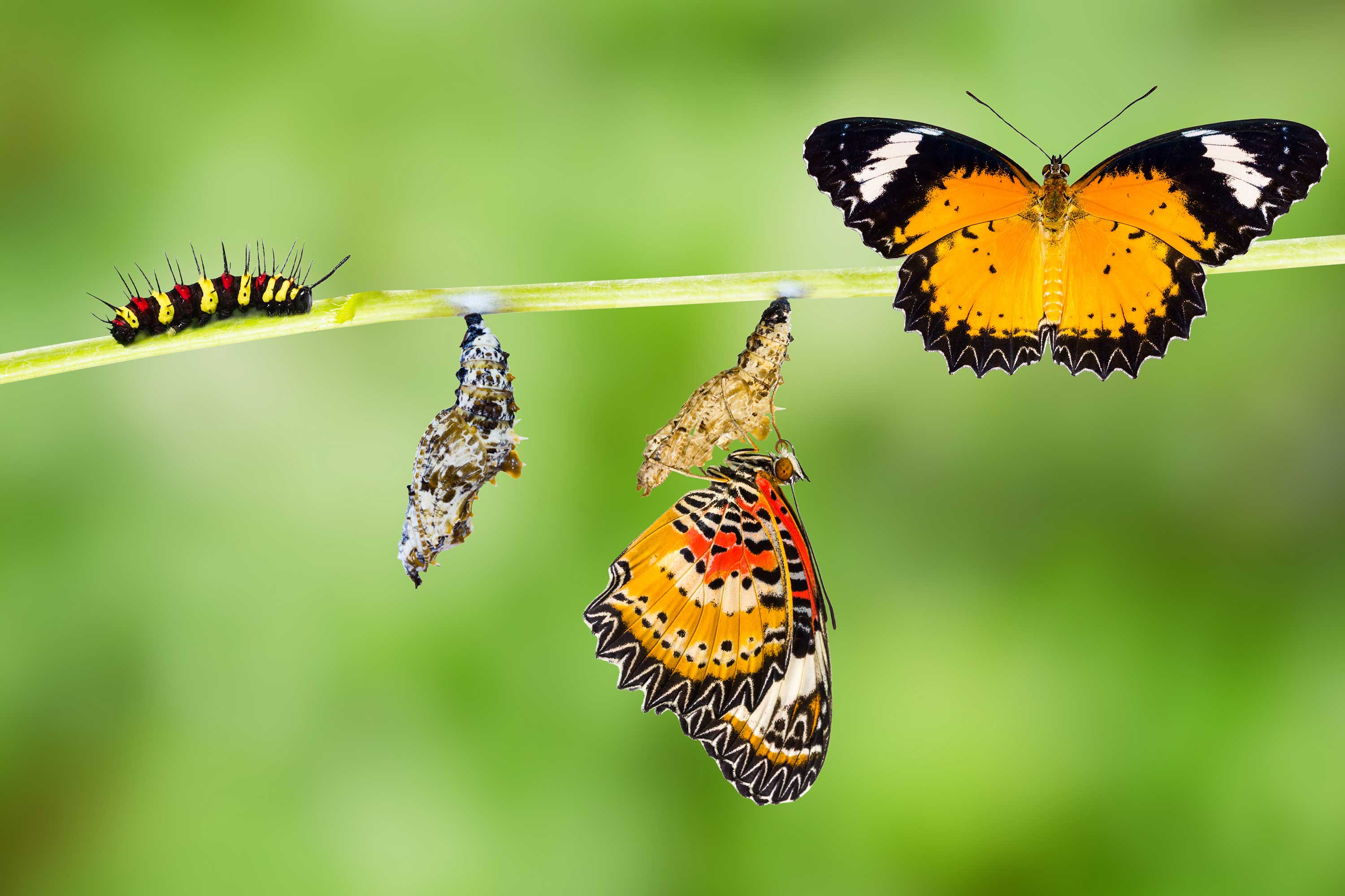 transitie-van-rups-tot-pop-tot-vlinder | Agro&Chemie