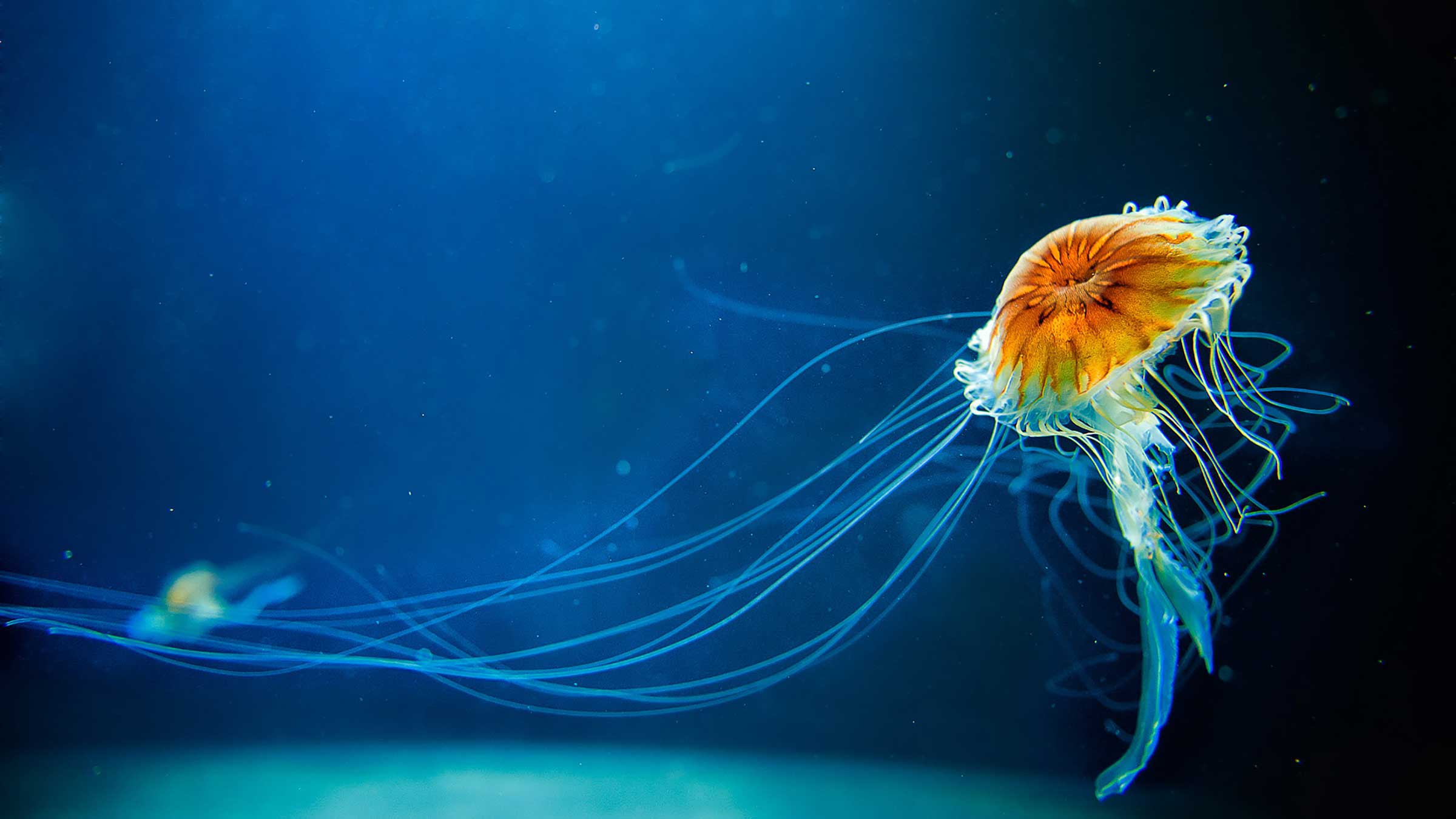 Biomassa uit kwallen geschikt voor snacks en microplasticfilters | Agro ...