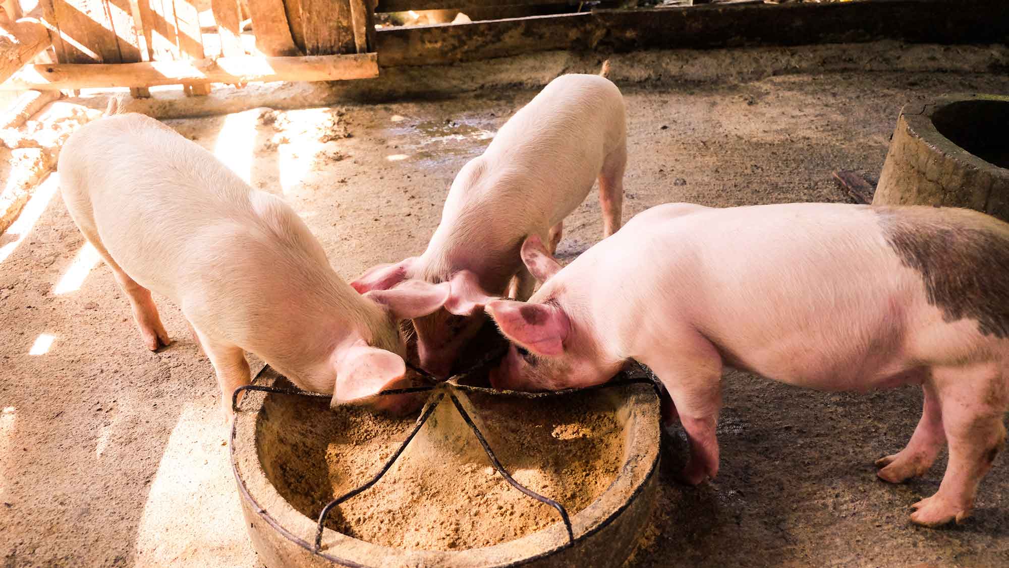 'Neem zelf regie bij verwaarding reststromen voedselketen' | Agro&Chemie