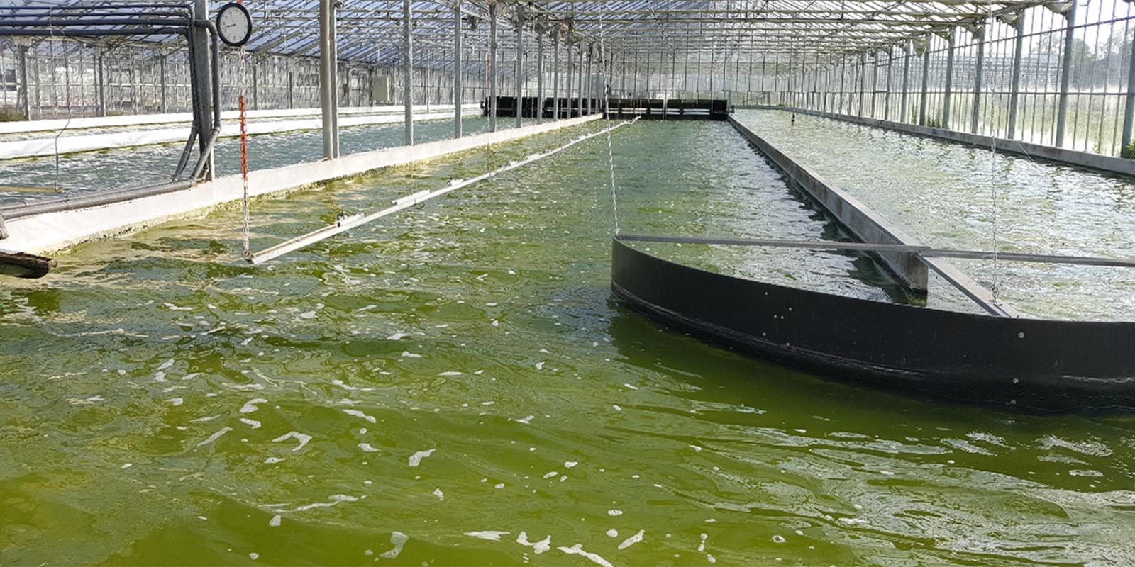Fosfor uit afval, microalgen als plantenvoeding | Agro&Chemie