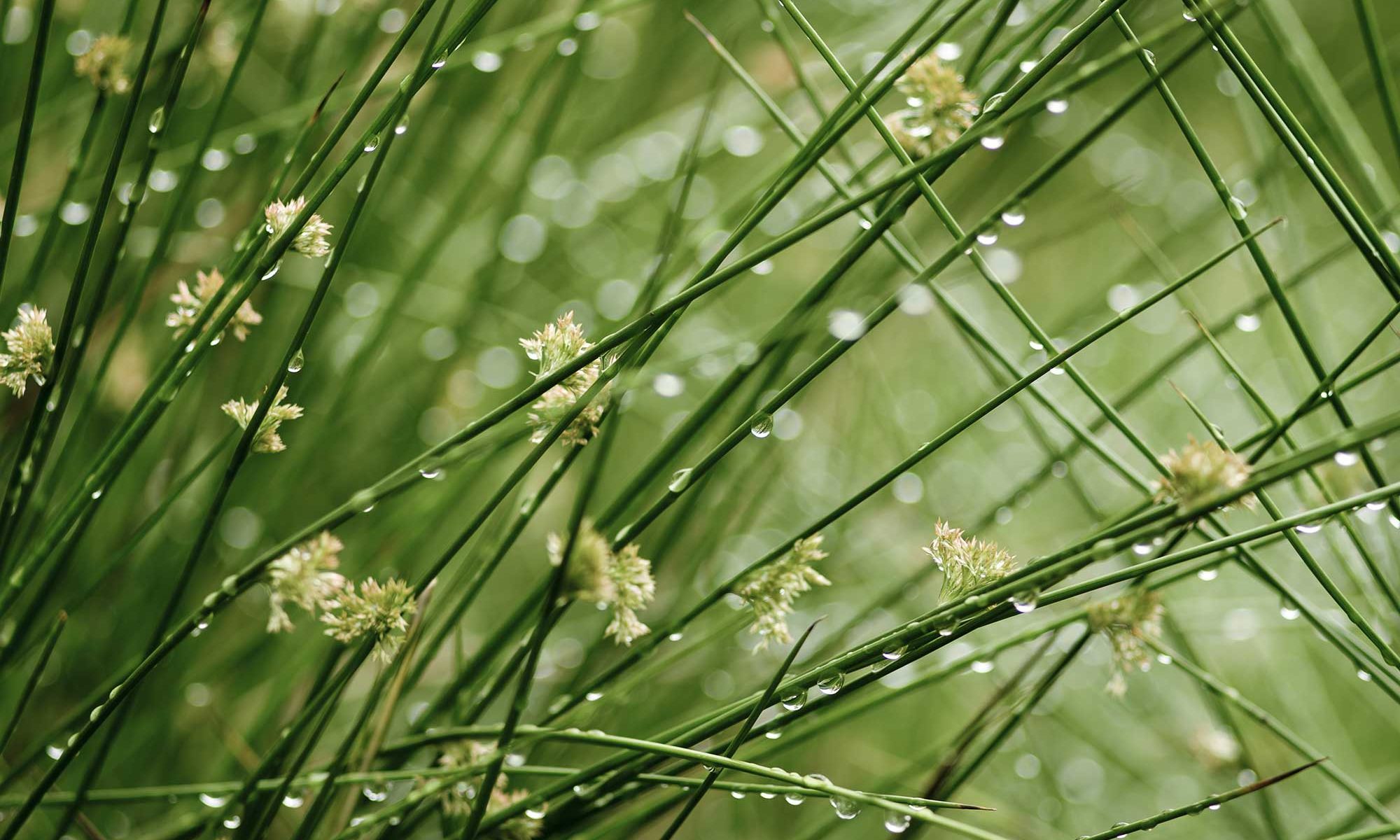 Pitrus als biobased alternatief voor MDF en polystyreen | Agro&Chemie