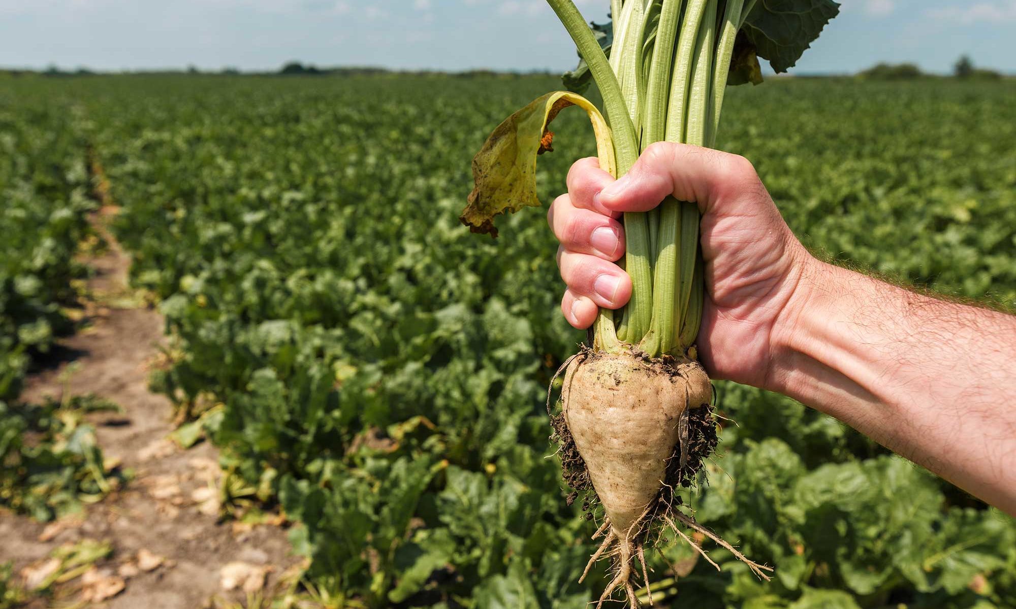 Nieuwe toepassingen voor componenten uit de suikerbiet | Agro&Chemie