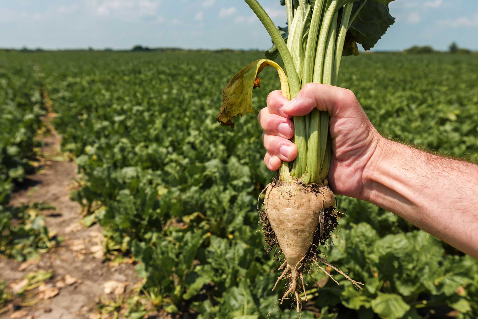 Nieuwe toepassingen voor componenten uit de suikerbiet | Agro&Chemie