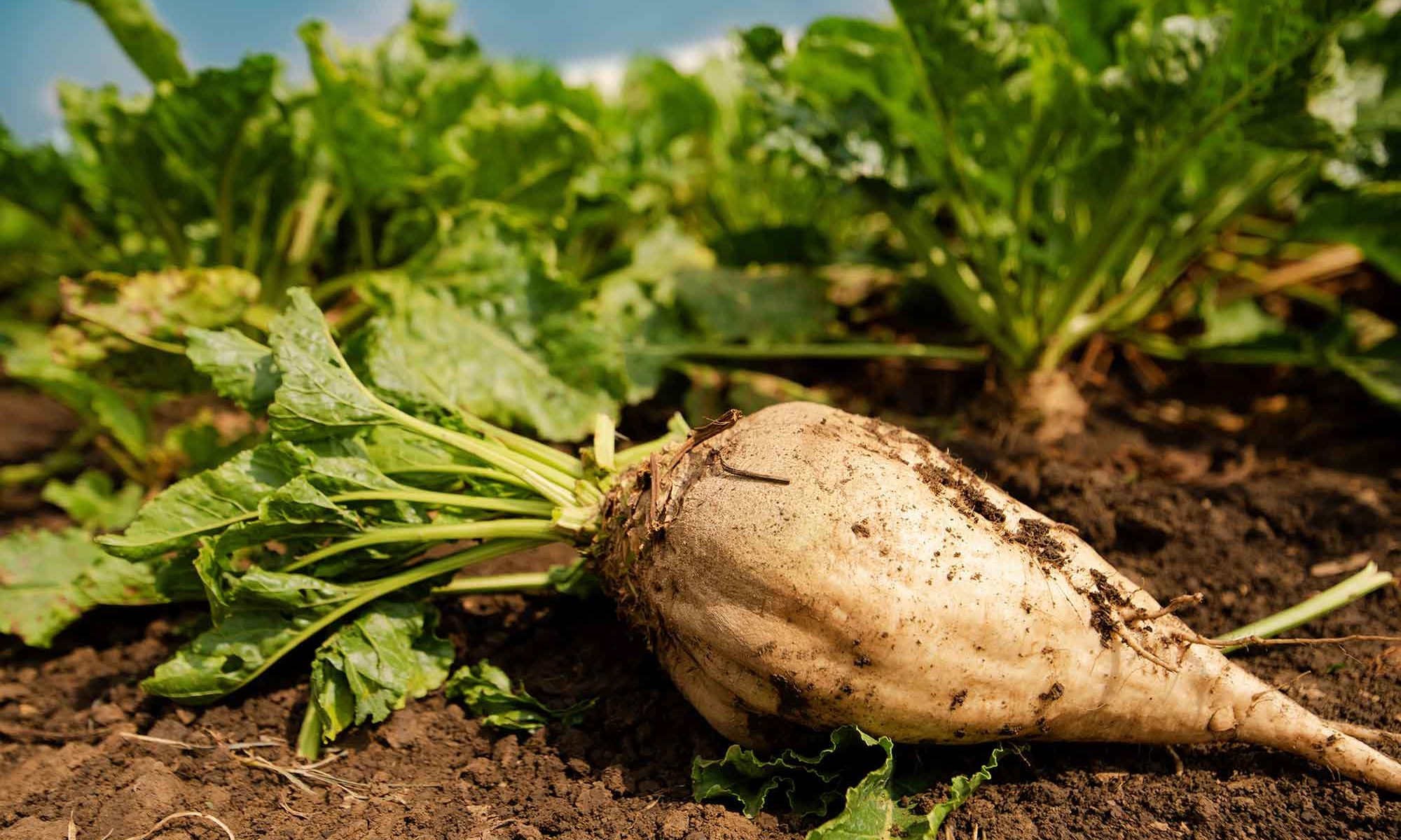 Gaat de suikerbiet de chemie vergroenen? | Agro&Chemie