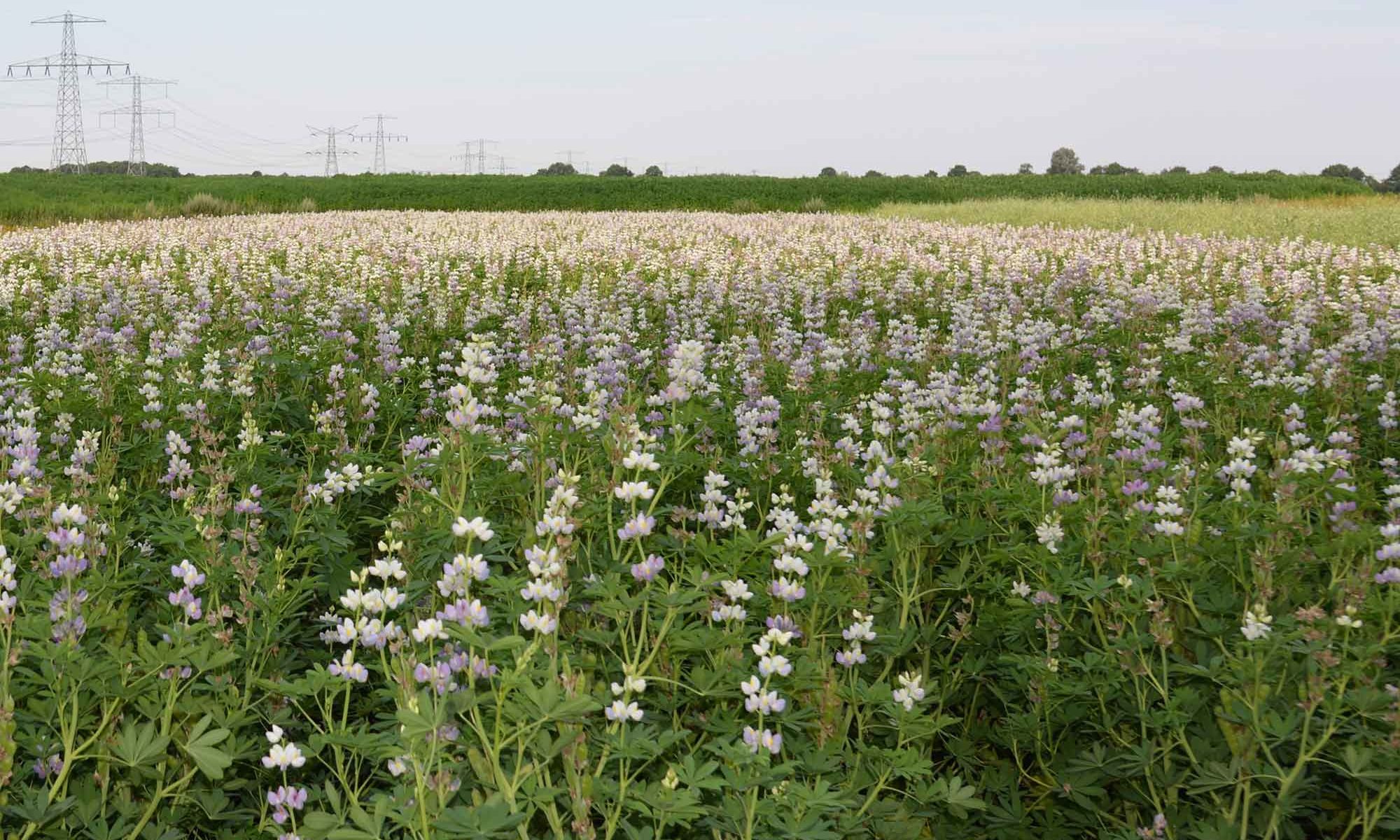Eerste Europese succes met nieuw Andes Lupine-ras | Agro&Chemie