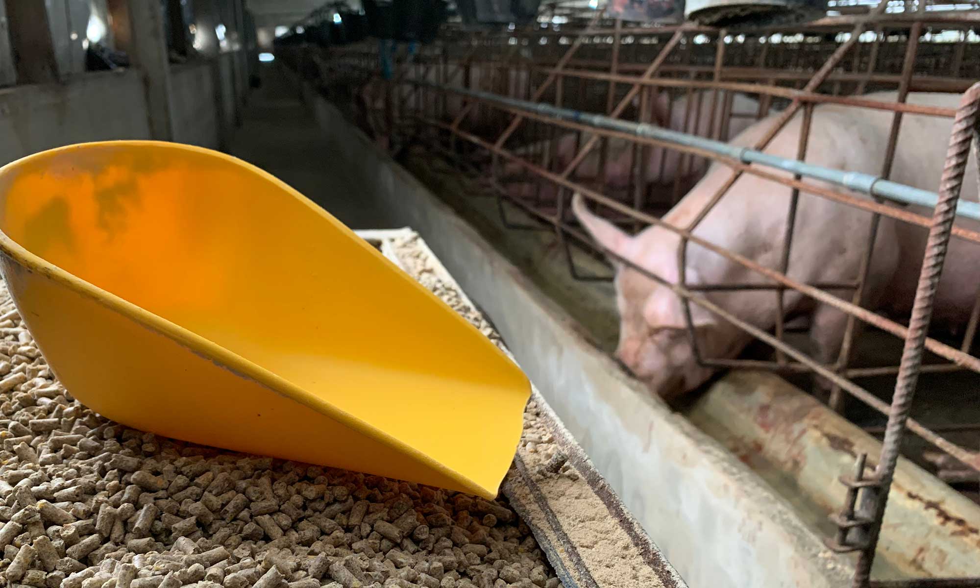 Nieuwe pilots circulair veevoer | Agro&Chemie