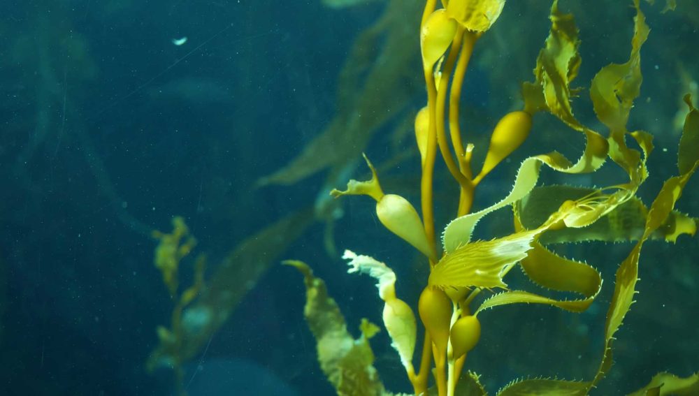 Zeewier Archives | Agro&Chemie