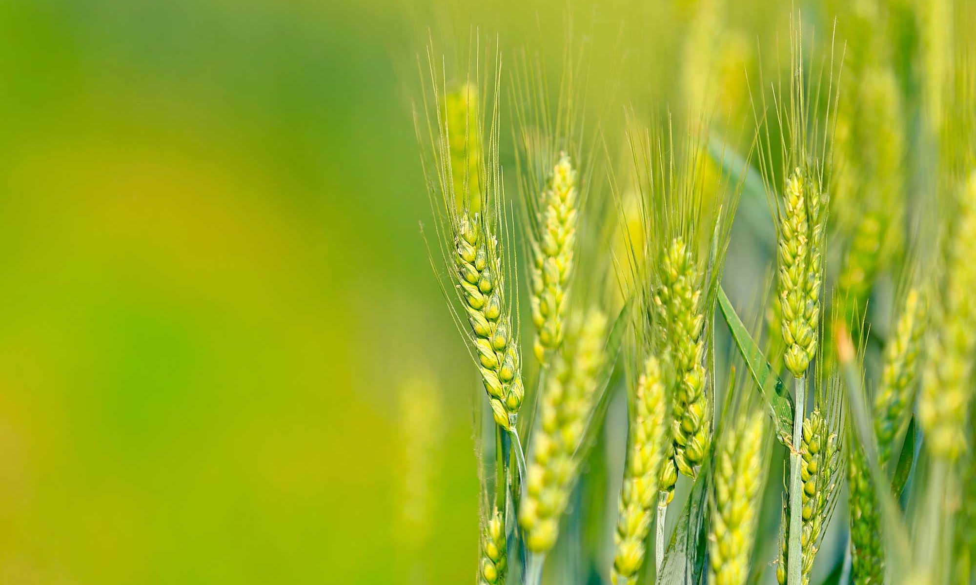 ECBF investeert miljoenen in Aphea.Bio | Agro&Chemie